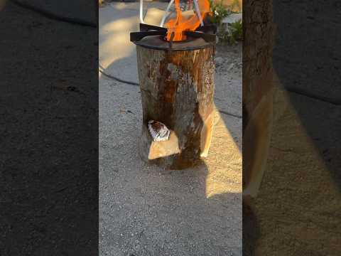 Swedish rocket Log true camping hack #juniper #stihl500i #loger