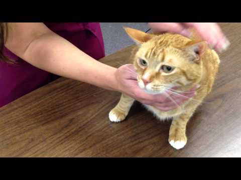 How to pill a cat.