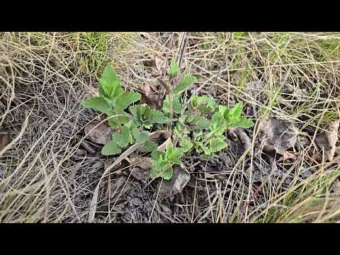 Anise or Giant Hyssop (Agastache foeniculum) May 9 emerging in spring one year after planted fr seed
