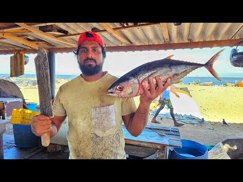 Huge Tuna Fish Cutting Skill | Fastest Skipjack Tuna Fish Cutting Skill | Mr.Sampath