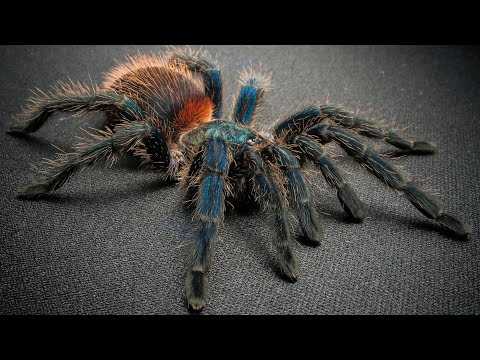 Tarantulas Make The BEST Pets!