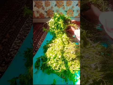 இப்படித்தான் காய வைப்போம் /how to dry fresh mint leaves at home #shortsfeed #kashmir #villagelife