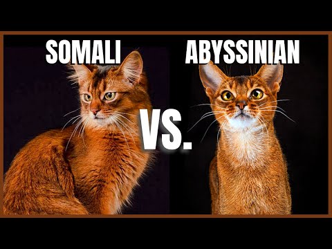 Somali Cat VS. Abyssinian Cat