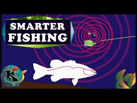 The LATERAL LINE of a Fish (Explained for Fishers) | Koaw Nature