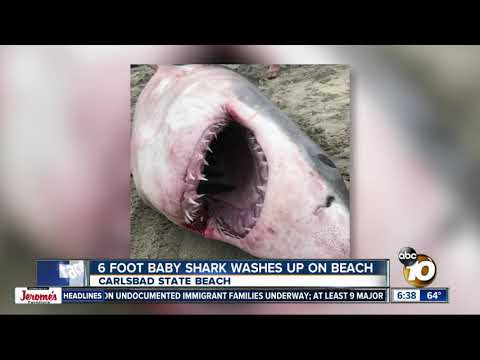 Baby shark washes up on Carlsbad beach