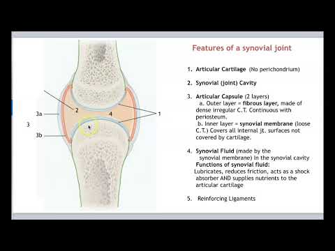 Anatomy-Articulations part 1
