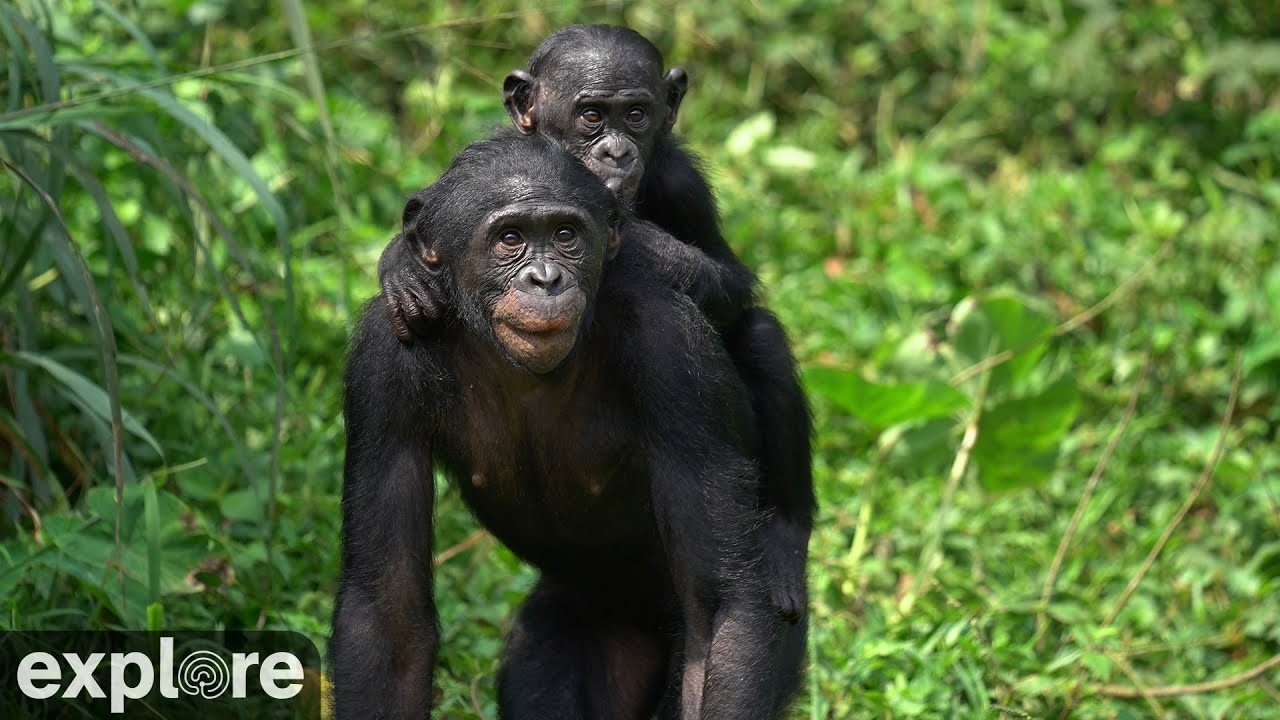 Lola ya Bonobo Baby Nursery - Live Webcam | GeoWebcams