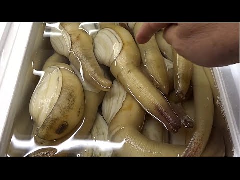 Best Clams Types In Japan - Giant Geoducks Oysters and More in Japan Market
