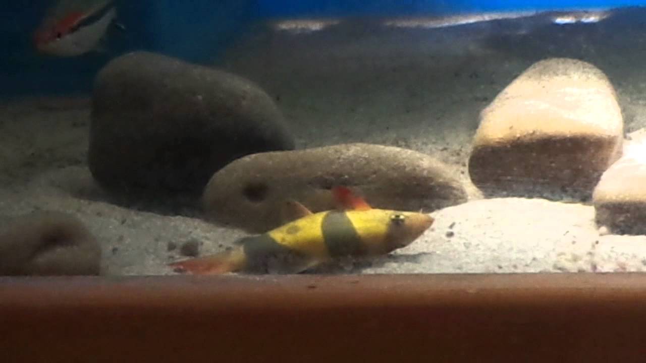 Clown Loach • Care Guide (Tank Setup, Mates & Diet)