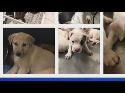 More than 200 animals brought to Montgomery County Animal Shelter in 4 days