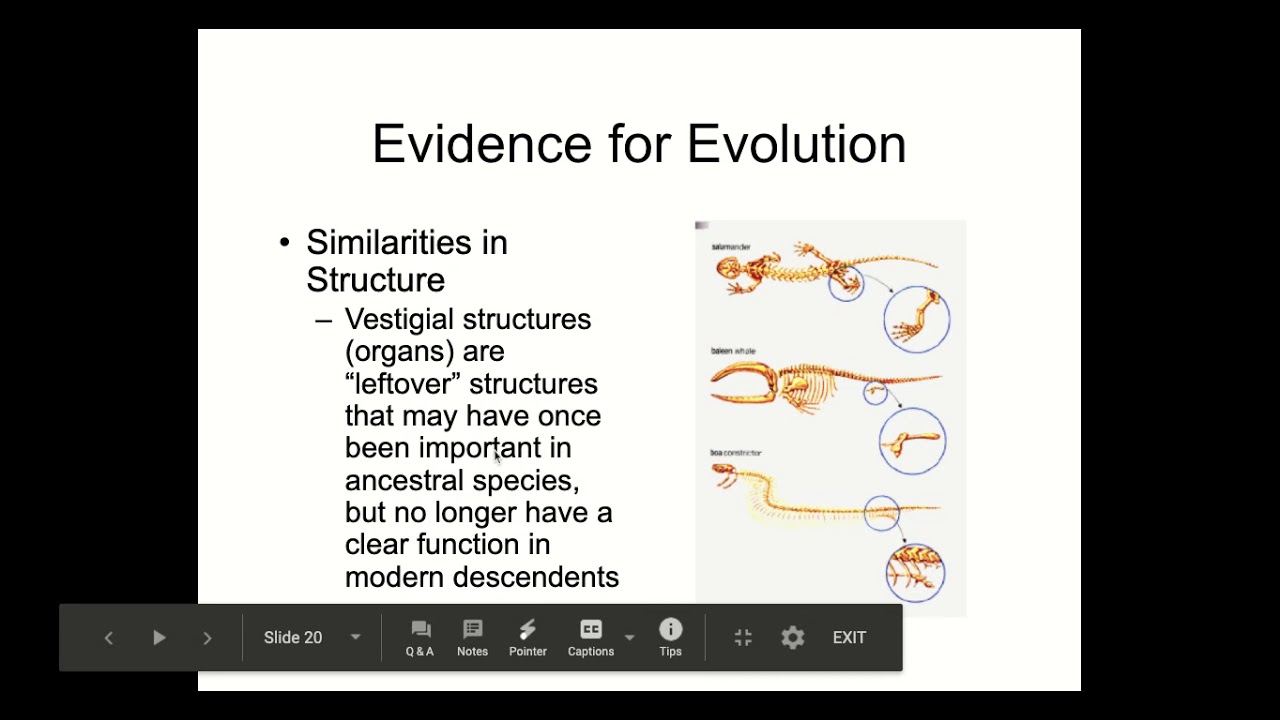 Evidence for Evolution - Google Slides