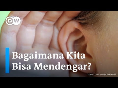 Dari Telinga Luar Hingga Otak, Bagaimana Pendengaran Kita Bekerja? | DW Health