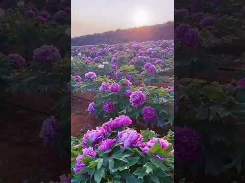 Beautiful Peony Flowers Farm Have A Great Day Everyone #short #satisfying