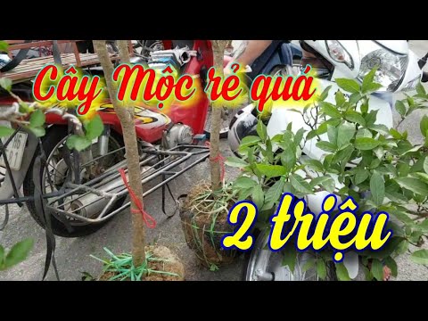 SH.4060. Đôi cây Mộc 4 triệu đẹp và rẻ tại chợ Cây cảnh Sơn Tây Hà Nội.