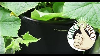 Gro Pro® Essential Round Fabric Pots - Black | Hawthorne Gardening Company