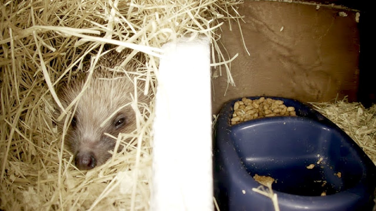 Hedgehogs Live + catch-up - Norwich UK - 2026-04-17