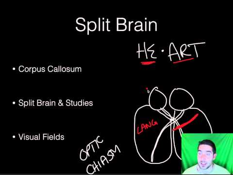AP Psychology - BioPsych - Part 8 - Consciousness