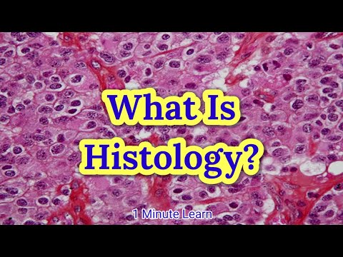 What Is Histology? | Branches Of Biology | One Minute Learn