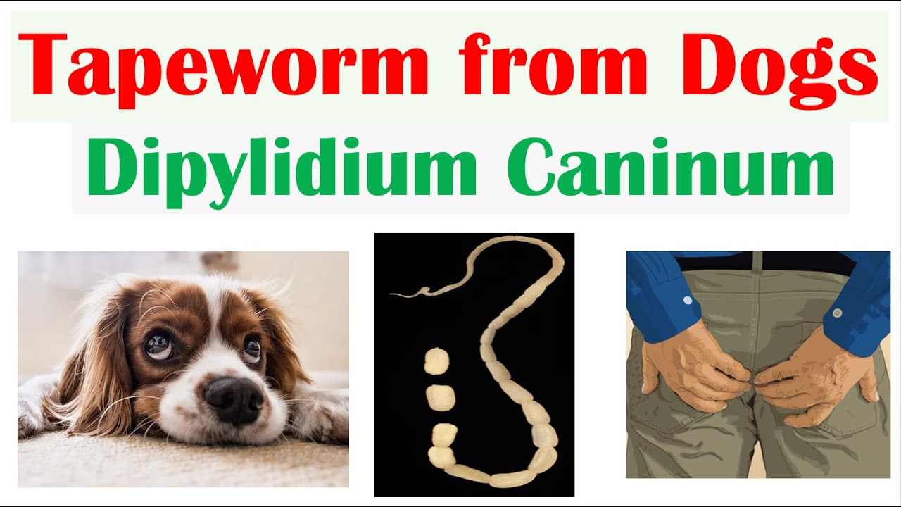 Tapeworm Infection from Dogs (Dipylidiasis) Transmission, Symptoms, Diagnosis, Treatment, Prevention