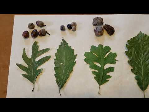 ID That Tree: White Oak Group