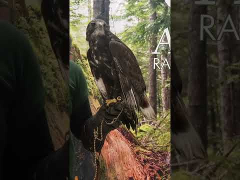 What is a "Harlan's" Red-tailed Hawk?