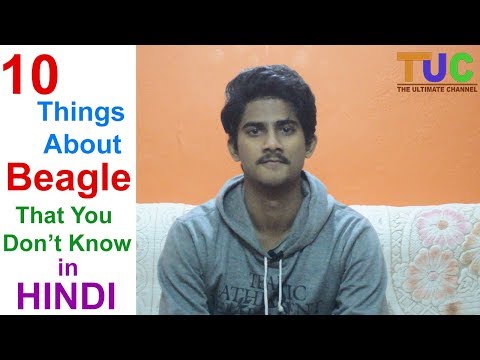 10 BEAGLE Facts That You Don't Know in HINDI - DOG Facts IN HINDI - THE ULTIMATE CHANNEL