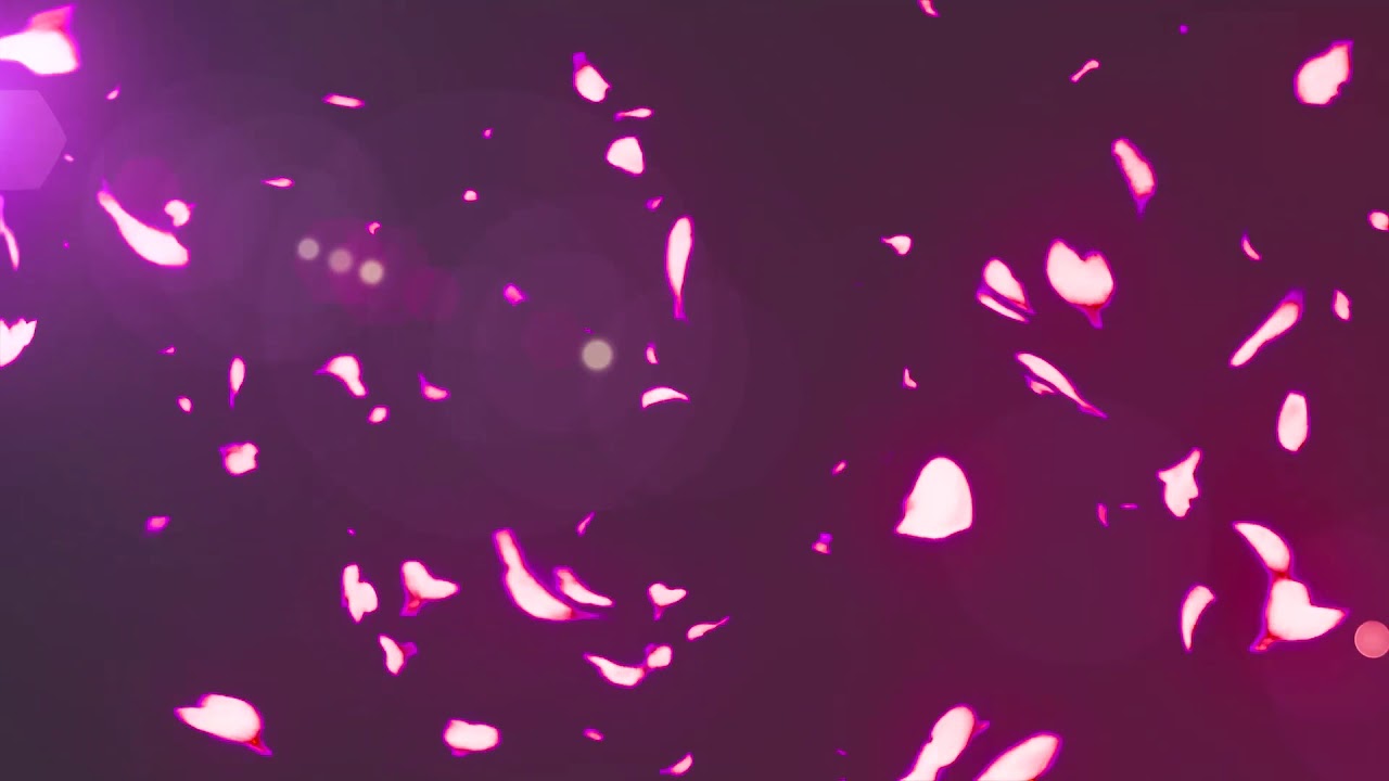 Sakura cherry blossom flower leaf particle loop animation 02 stock footage  - Download Stock Footage