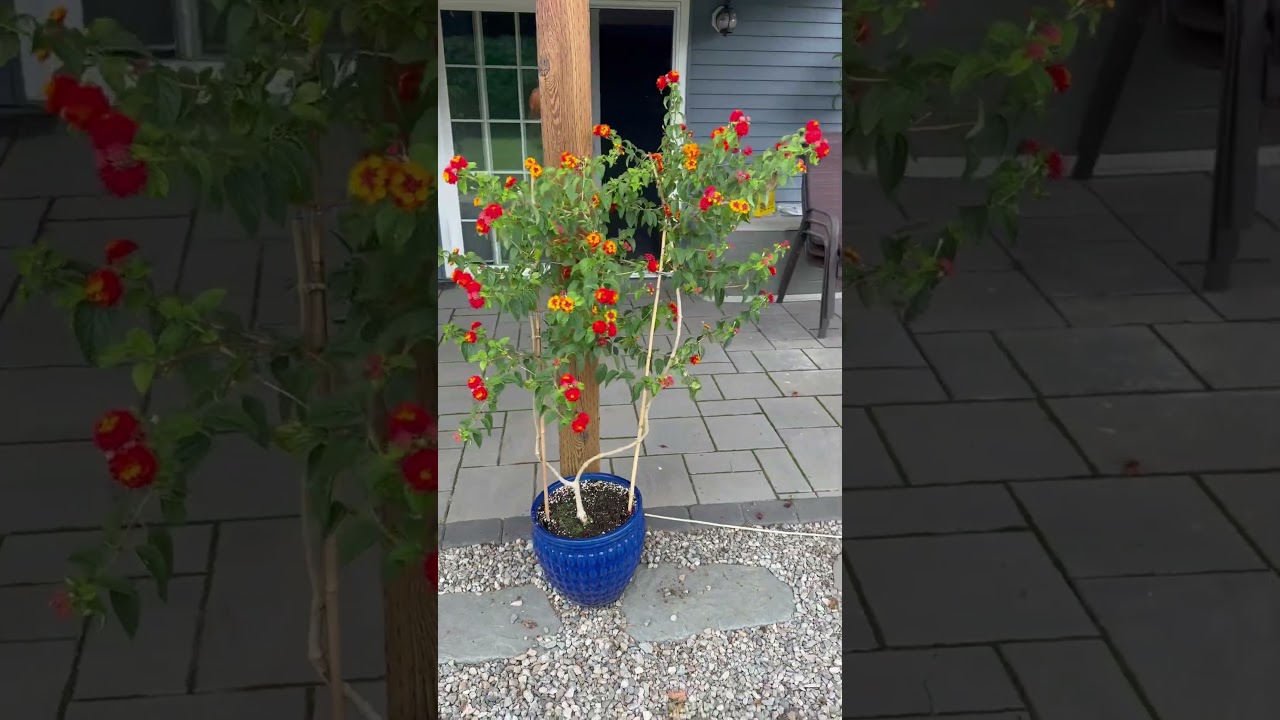 I LOVE making LANTANA topiaries.  Ridiculous colors, fantastic plants for ALL TYPES of POLLINATORS.