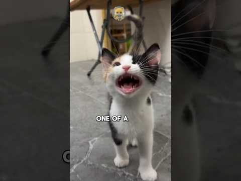 This is why Male Calico cats are infertile