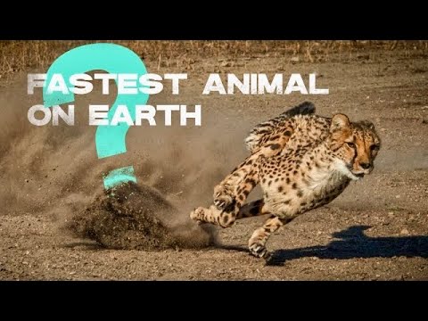 Top 10 Earth's fastest animals (speed in mph)