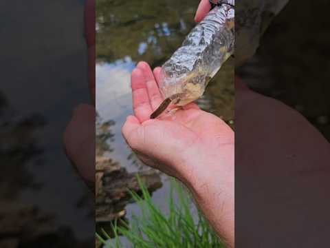 Makeshift trap for catching minnows to use as fishing bait. Or to eat