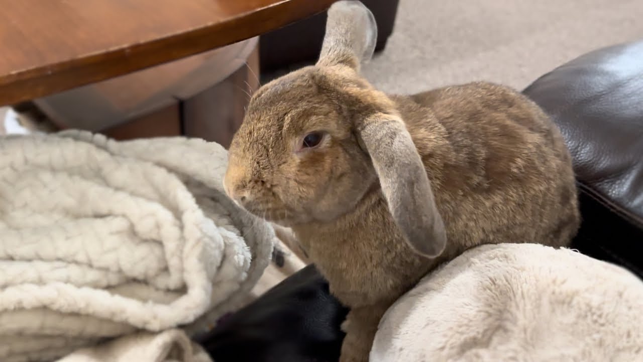 The Secret Reason My Rabbit Comes to Me (It’s Not Just Food) 🐰💕