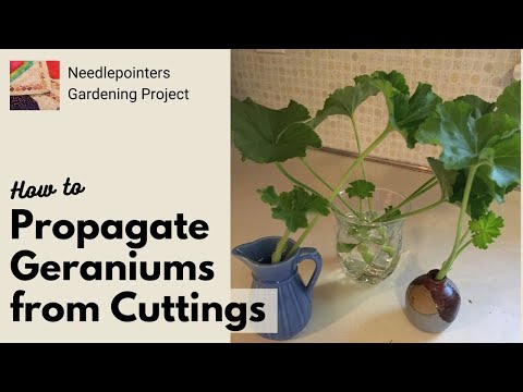 How to Propagate Geranium Plants from Cuttings