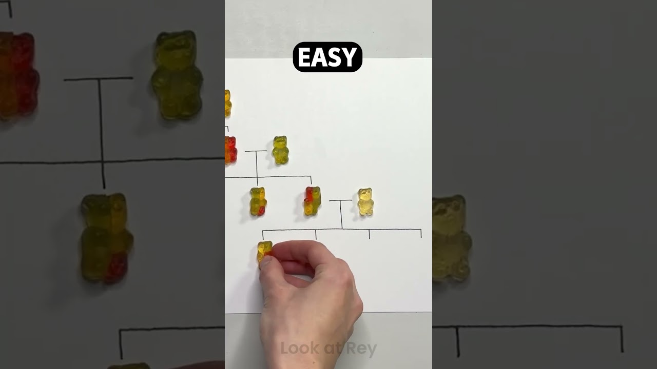 Genetics Explained On Gummy Bears! 🧬🐻 Fun And Easy Sciense!