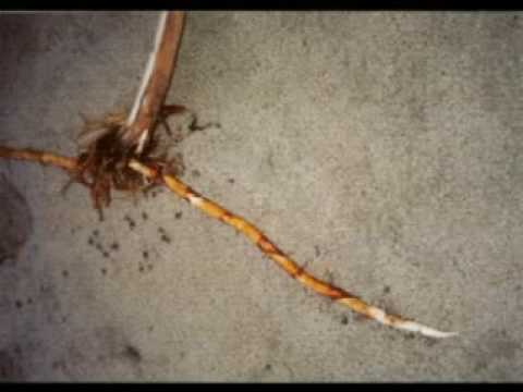 Edible & Useful Plants --Cattails