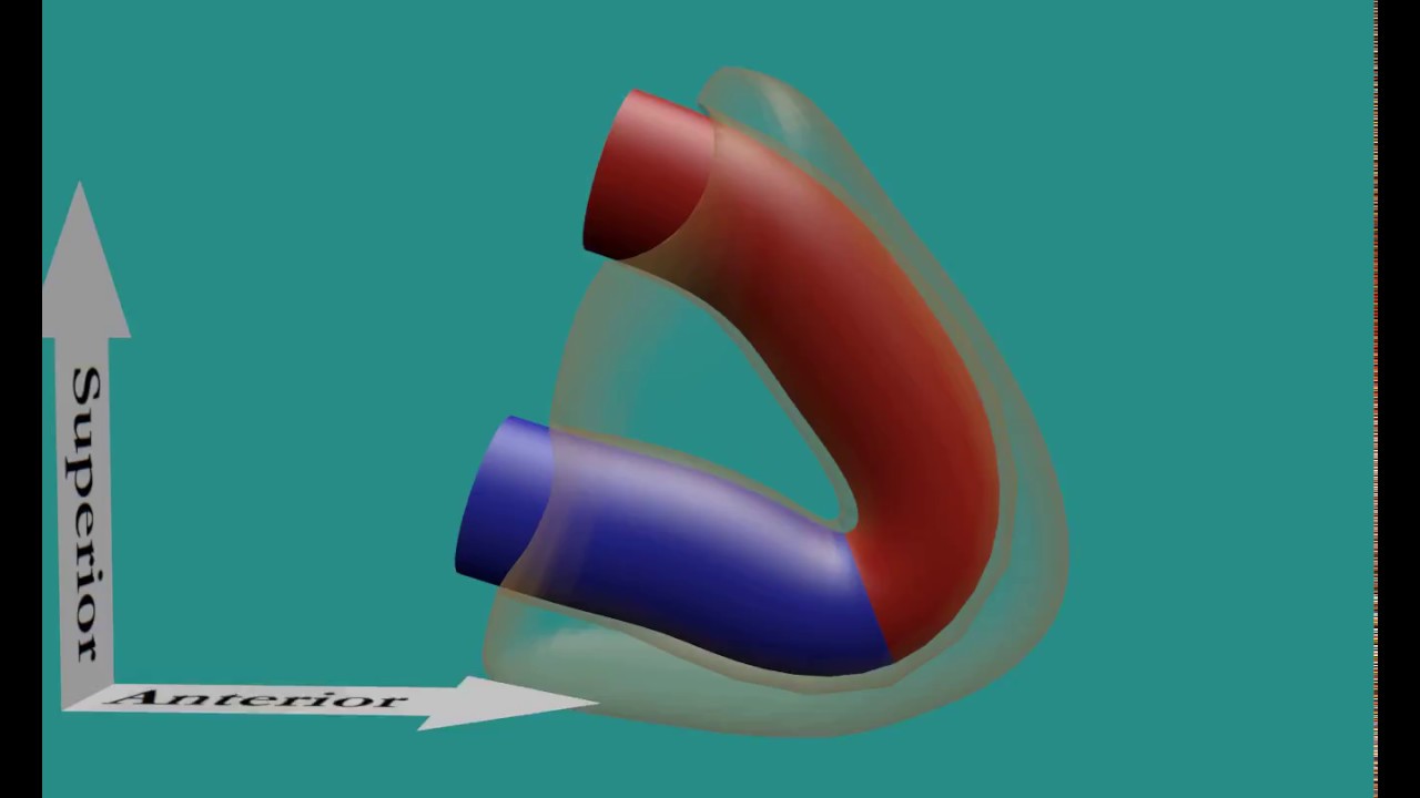 Transverse and Oblique Sinus Formation Animation