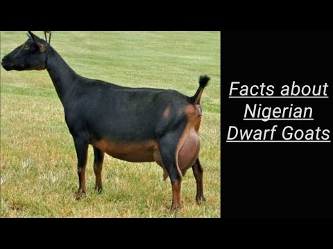 Facts about Nigerian Dwarf Goats ππ