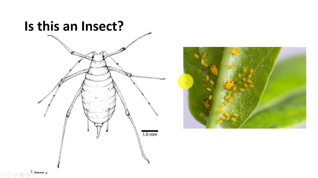 Insect Classification Part 1