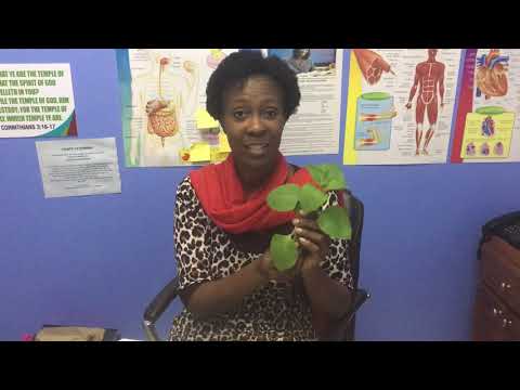 Dr Debra Williams Health Benefits of the French Thyme plant