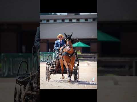 The Chronicles of Jurpijn Last year USEF Intermediate National Championship 🥉Hard work, desire 