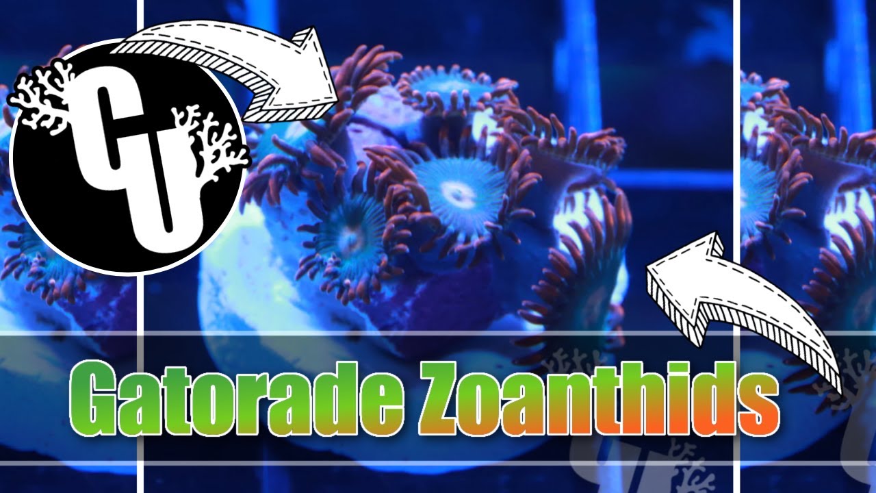 Gatorade Zoanthids | Corals Unlimited