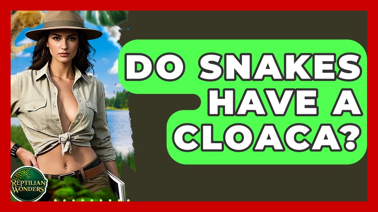 Do Snakes Have A Cloaca? - Reptilian Wonders