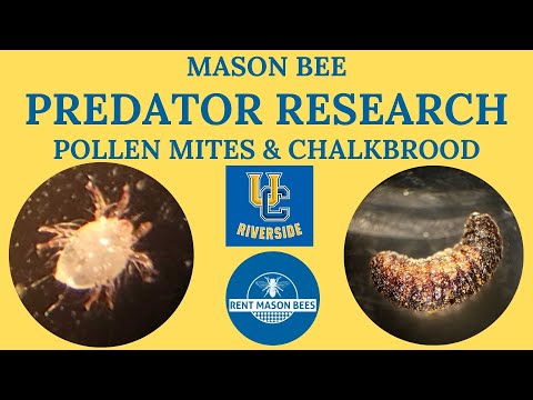 Mason Bee Predator Research POLLEN MITES and CHALKBROOD - Study by UC Riverside