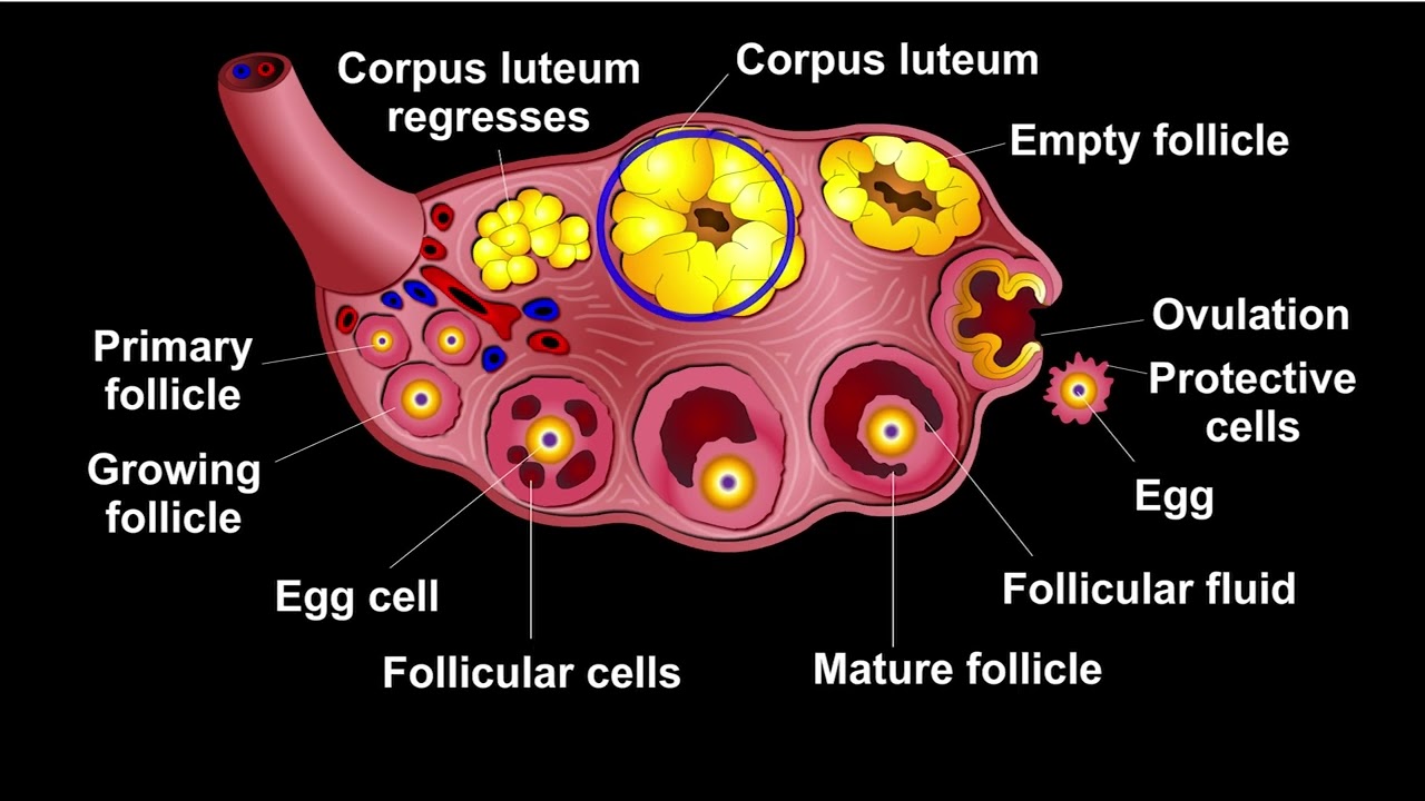 What is Corpus luteum?