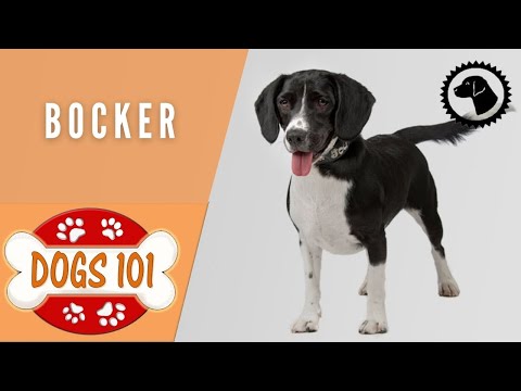 Dogs 101 - BOCKER - Top Dog Facts about the BOCKER | DOG BREEDS 🐶 #BrooklynsCorner