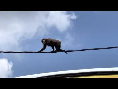 Monkeys crossing the road – Snapshots from Danushi