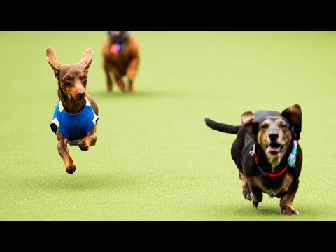 Starkville Derby 2025
