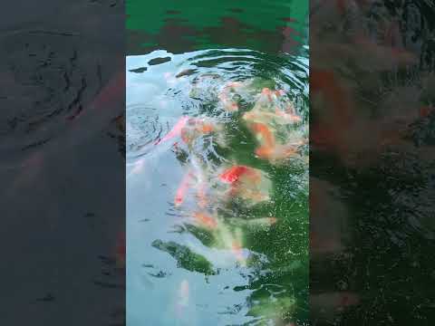 বাটারফ্লাই #koi #koifish #fishing