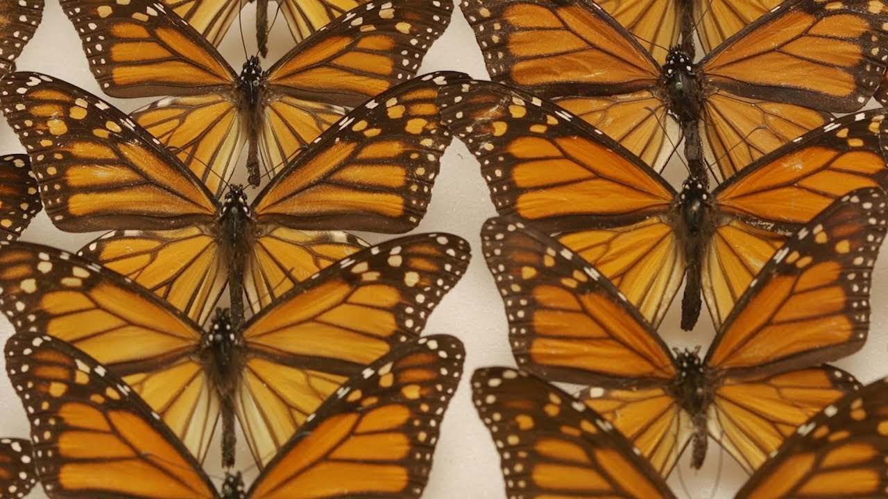 Why NC State has more than a million bugs on file | Sci NC