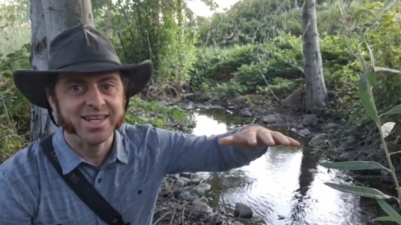 Water Striders: fascinating facts